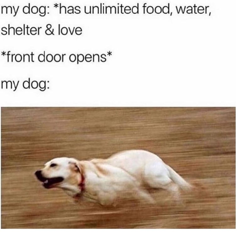 27 Memes Every Dog Owner Will Relate To