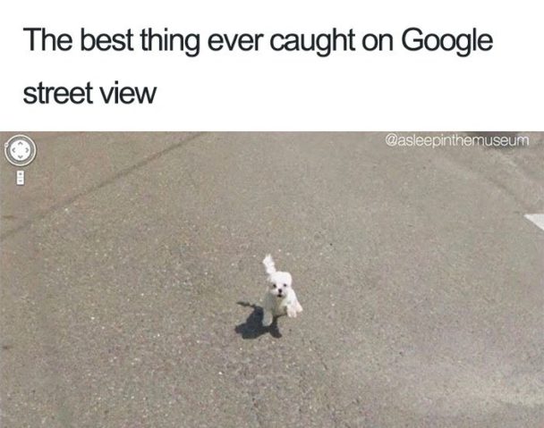 18 Happy Dog Memes That Will Make You Smile
