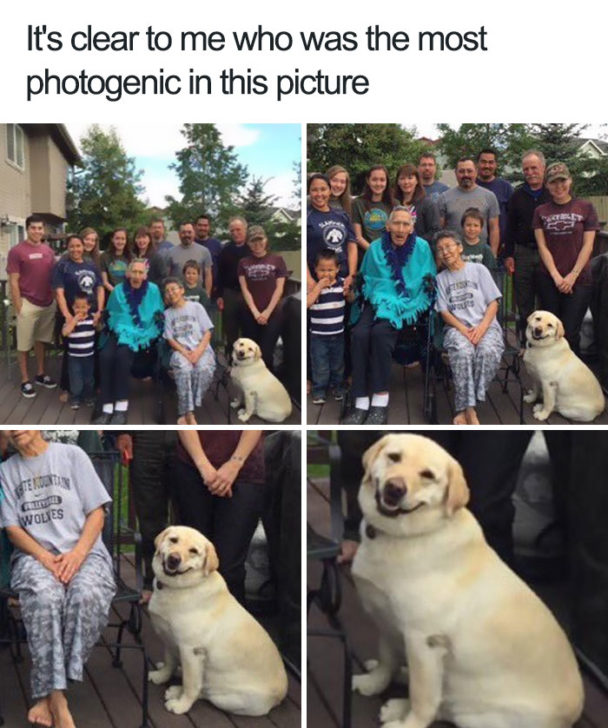 18 Happy Dog Memes That Will Make You Smile