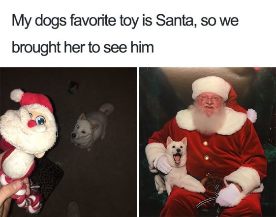 18 Happy Dog Memes That Will Make You Smile