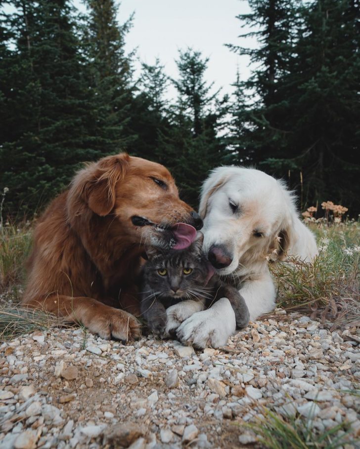 26 Wholesome Photos Which Prove That Dogs Are Made Of Pure Love