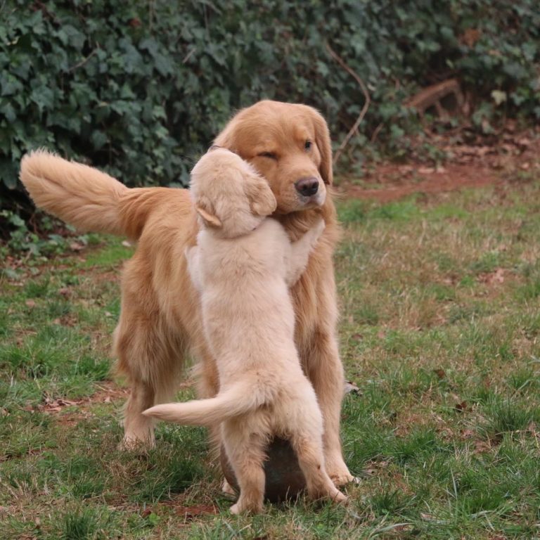 Incredible Photos Of Dogs Hugging Their Soulmates That Will Melt Your ...