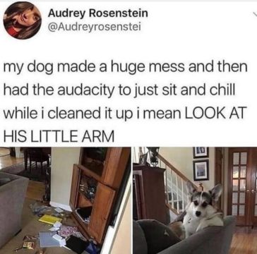 27 Memes Every Dog Owner Will Relate To