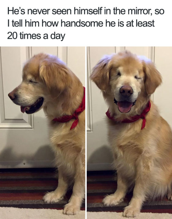 18 Happy Dog Memes That Will Make You Smile
