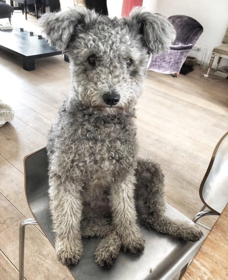 11 Dog Breeds Which Are Not So Common