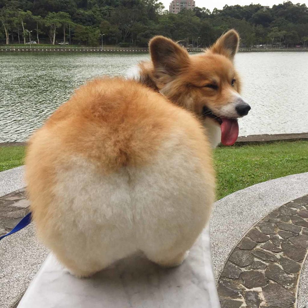 25 Corgi Butts To Drive You Nuts