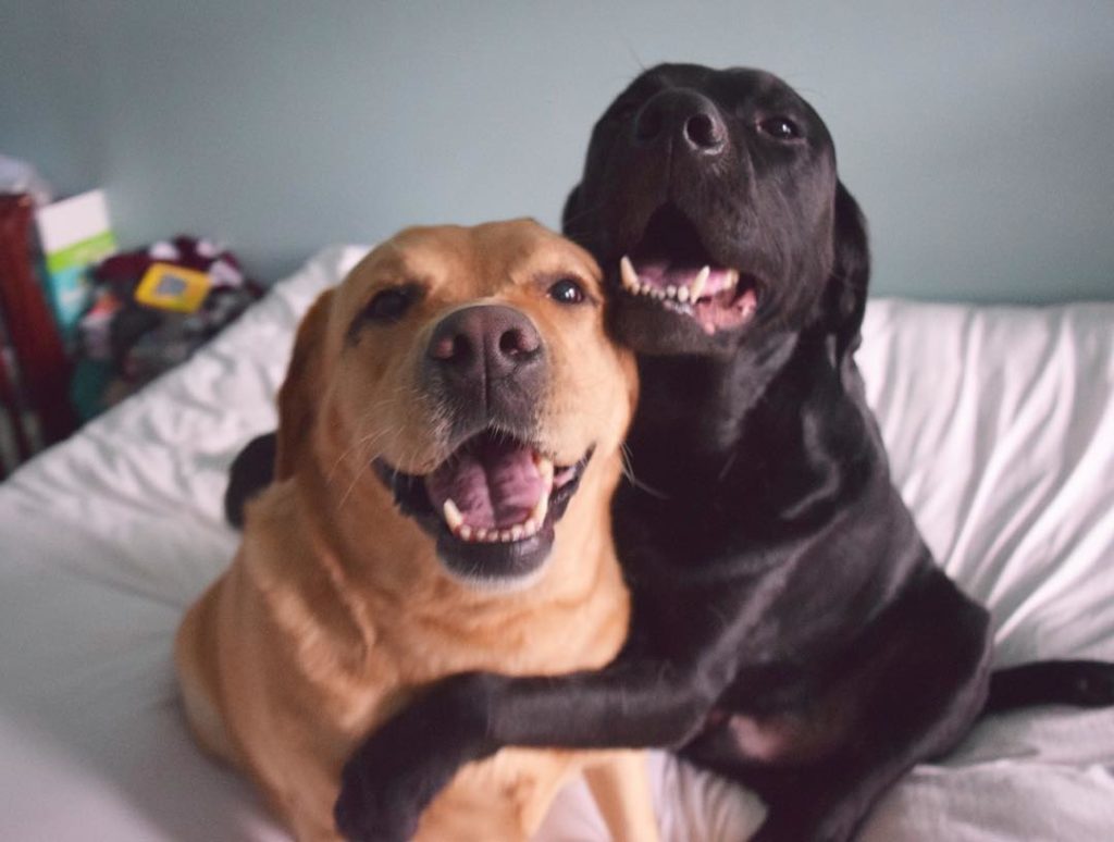 Incredible Photos Of Dogs Hugging Their Soulmates That Will Melt Your ...