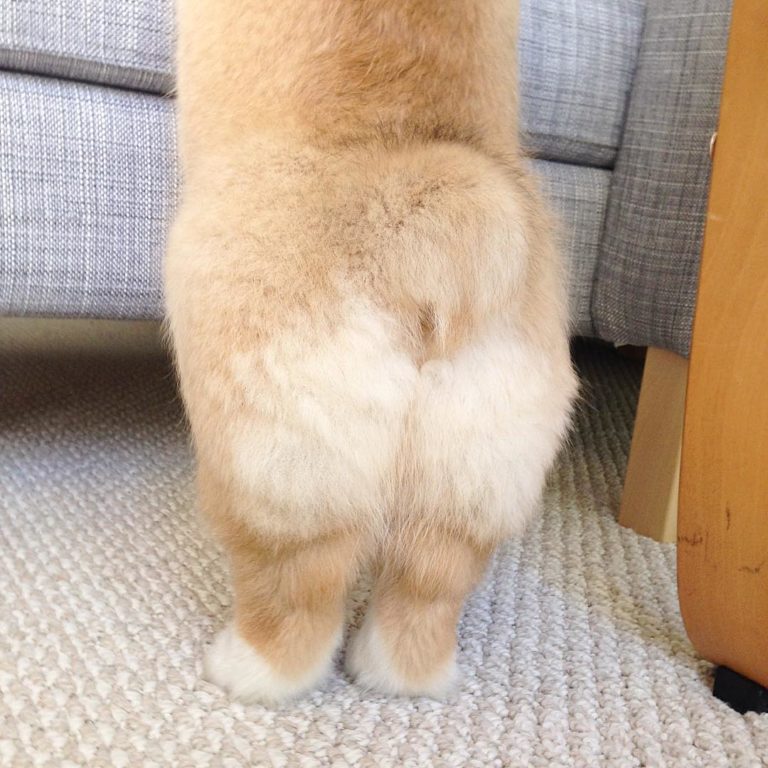 25 Corgi Butts To Drive You Nuts