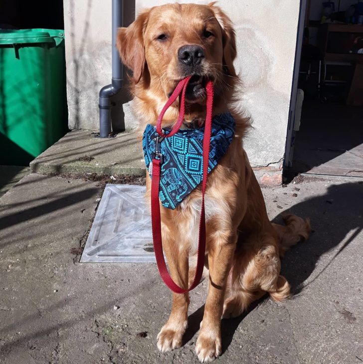 Annoying Things Which Dogs Hate, But We Keep Doing Them (10 Pics)