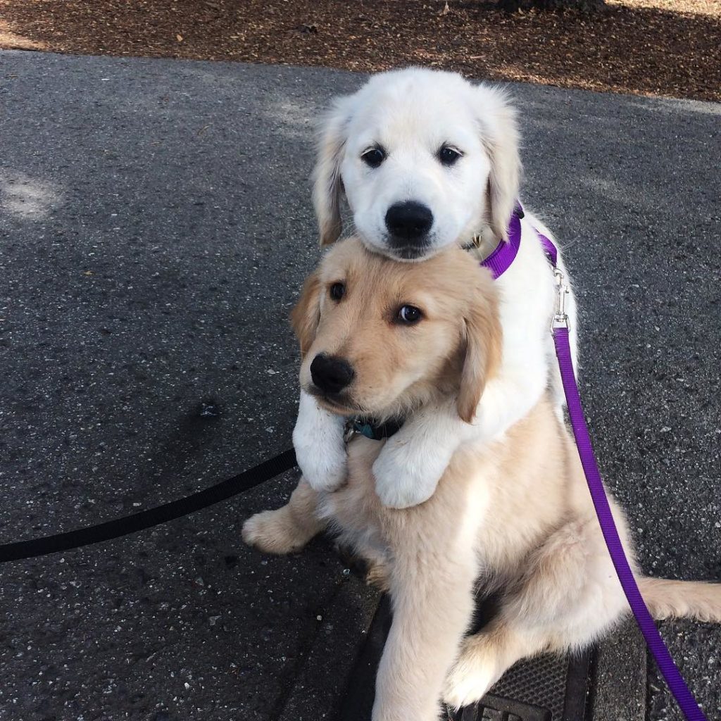 Incredible Photos Of Dogs Hugging Their Soulmates That Will Melt Your ...