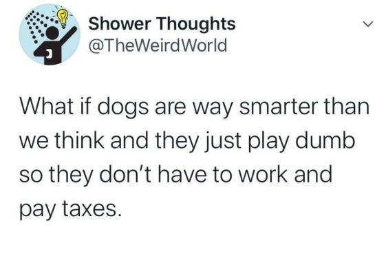 27 Memes Every Dog Owner Will Relate To