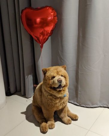 Meet Chowder, The Dog Who Looks Like A Giant Teddy Bear (21 Pics)