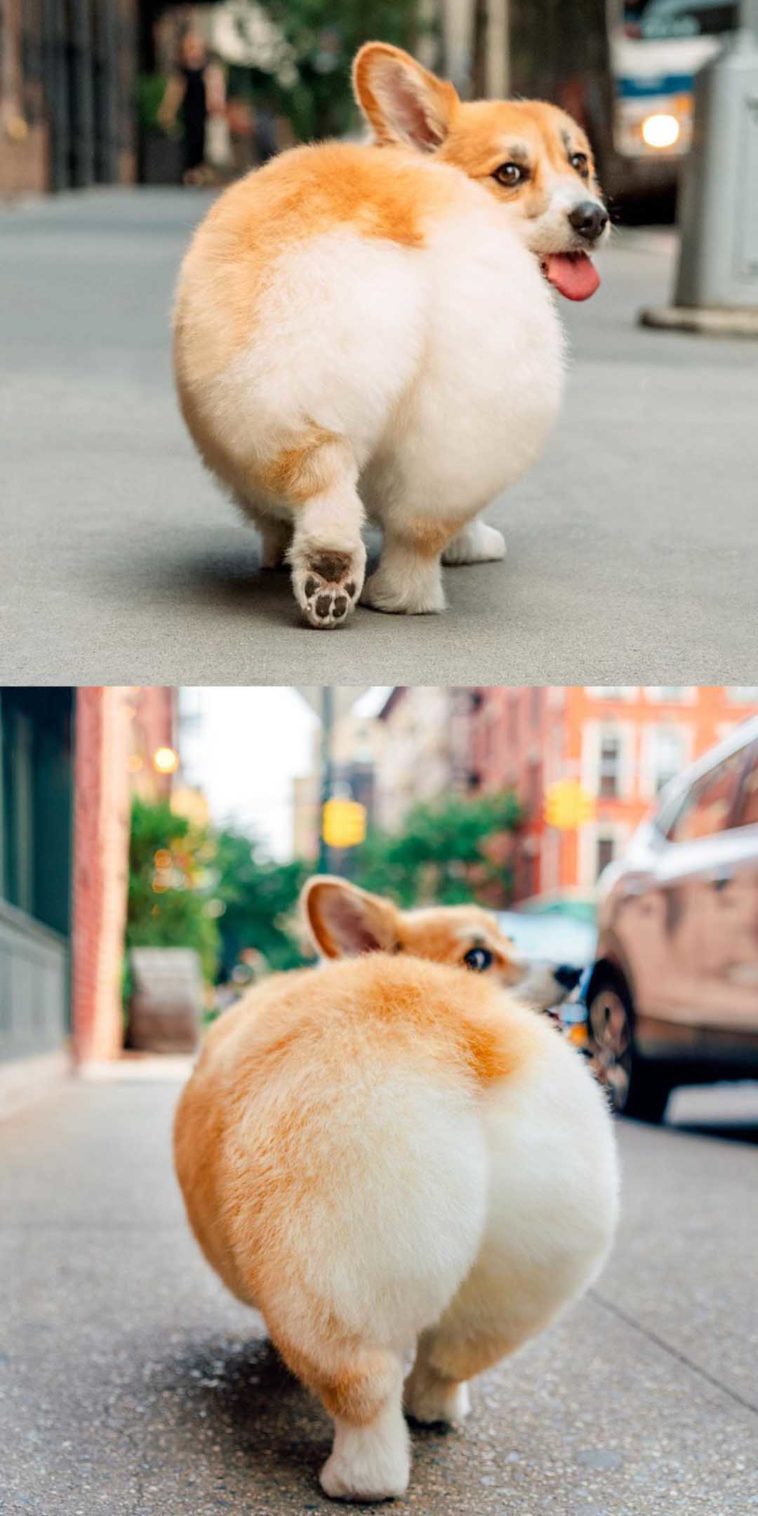 25 Corgi Butts To Drive You Nuts