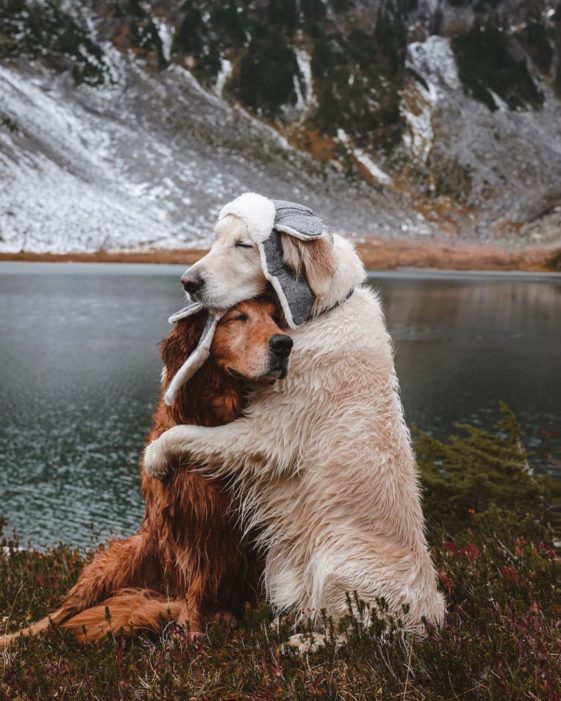 Incredible Photos Of Dogs Hugging Their Soulmates That Will Melt Your ...