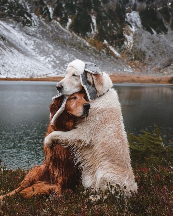 Incredible Photos Of Dogs Hugging Their Soulmates That Will Melt Your ...