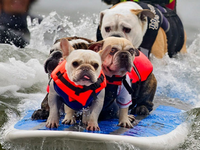 10 Dogs Who Are Super Afraid Of Water