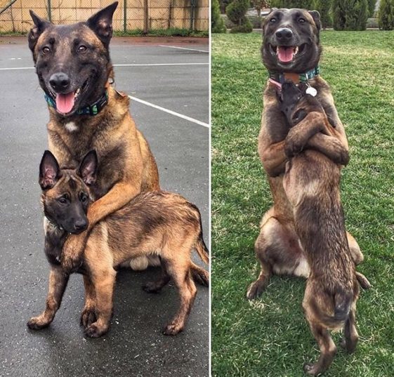 Incredible Photos Of Dogs Hugging Their Soulmates That Will Melt Your ...