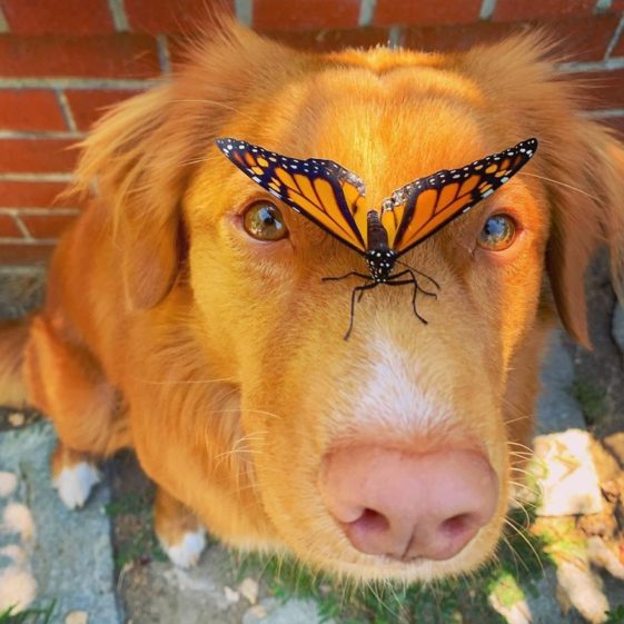 Dog Befriends All The Butterflies Living In His Garden (16 Pics)