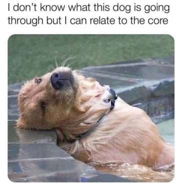 27 Memes Every Dog Owner Will Relate To