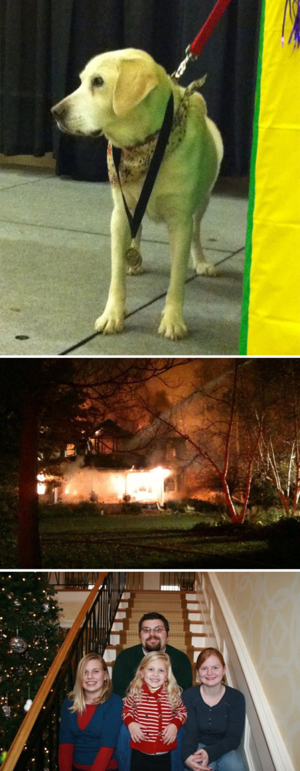 21 Times Hero Dogs Surprised Humans With Their Courageous Acts