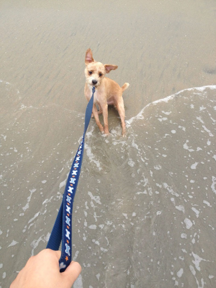 10 Dogs Who Are Super Afraid Of Water