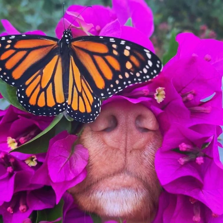 Dog Befriends All The Butterflies Living In His Garden (16 Pics)