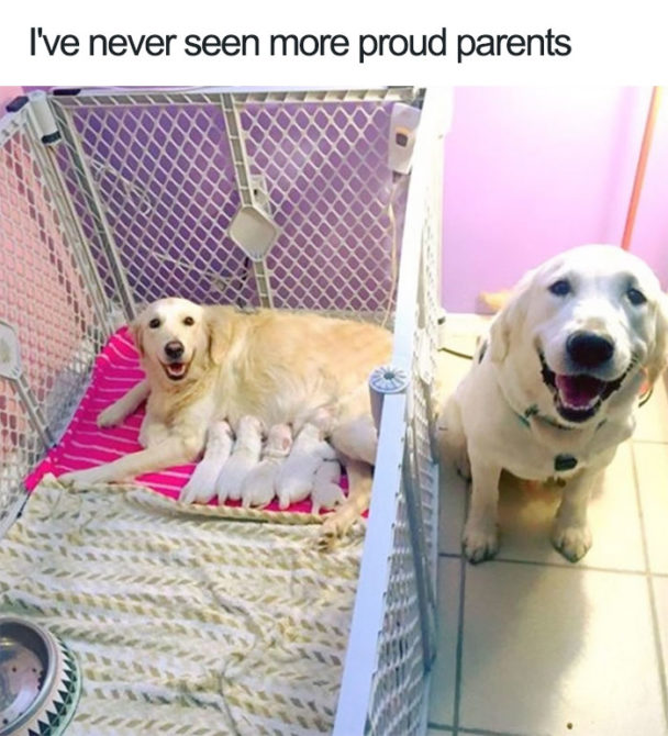 18 Happy Dog Memes That Will Make You Smile
