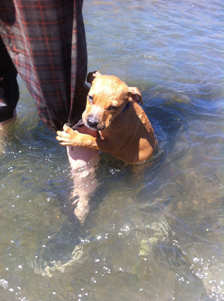 10 Dogs Who Are Super Afraid Of Water