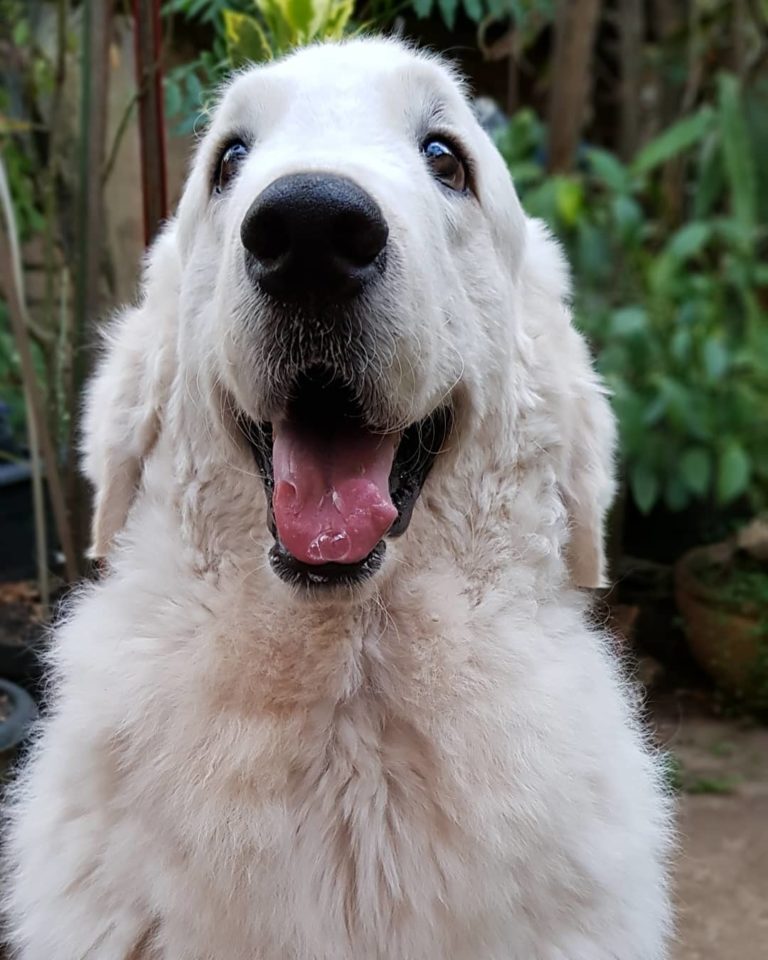 11 Dog Breeds Which Are Not So Common