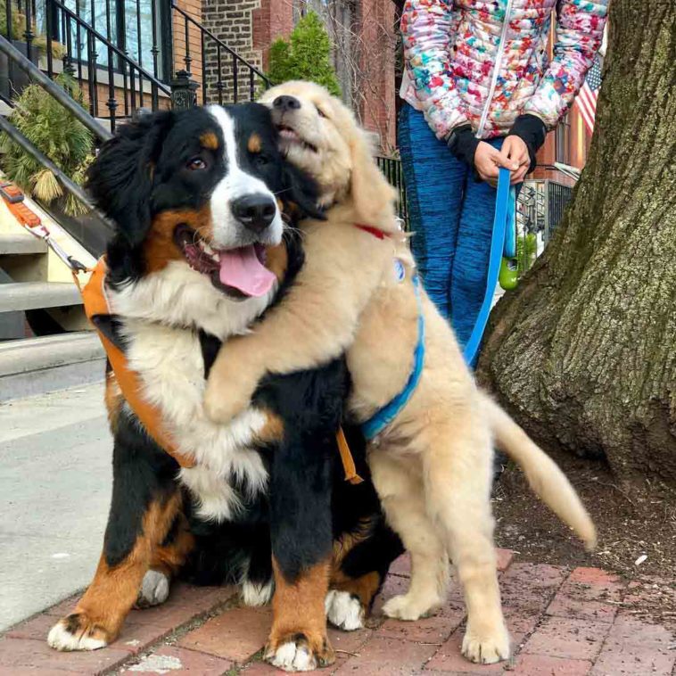 Incredible Photos Of Dogs Hugging Their Soulmates That Will Melt Your ...