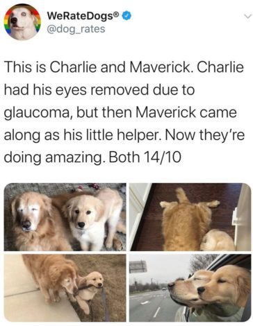 27 Memes Every Dog Owner Will Relate To