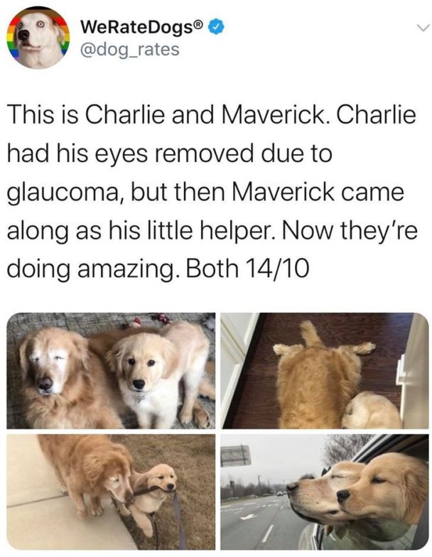 27 Memes Every Dog Owner Will Relate To