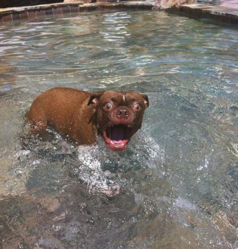 10 Dogs Who Are Super Afraid Of Water