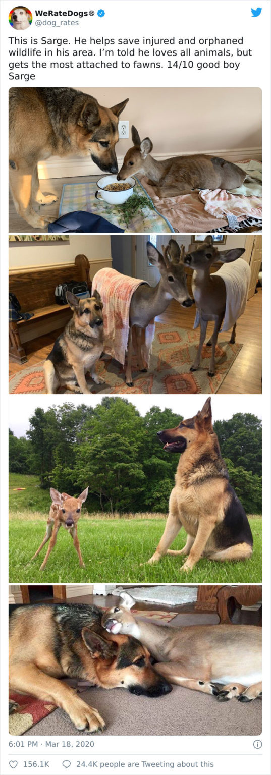 50 Uplifting Dog Posts To Brighten Up Your Day (New Pics)