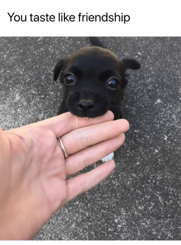 30 Cute Dog Memes To Escape From The Ruff World