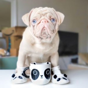 20 Pics Of 'Milkshake', A Dog So Rare You'll Hardly Find Another Like Him