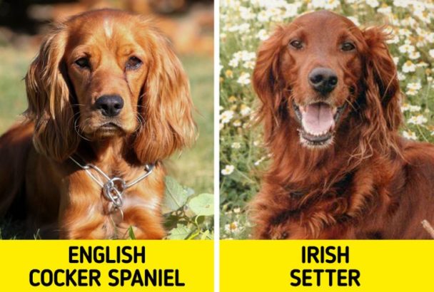 11 Pairs Of Dog Breeds Which People Usually Get Confused About