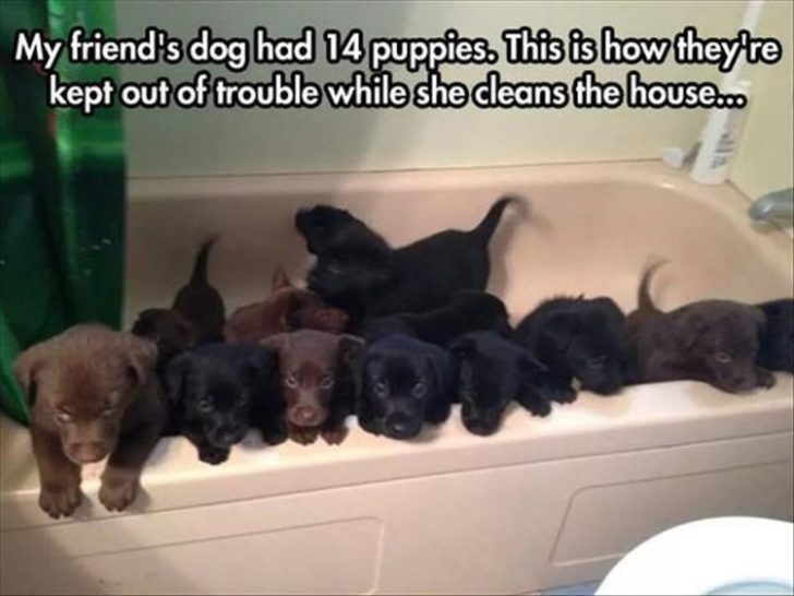 30 Cute Dog Memes To Escape From The Ruff World