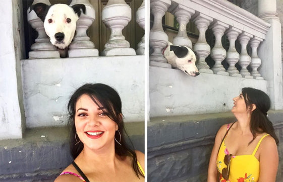 People Share Their Hilarious But Unexpected Encounter With Dogs (50 Pics)