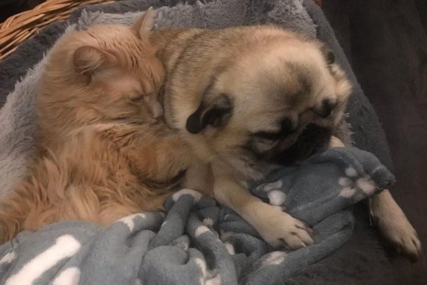 18 Pictures Which Prove That Cats And Dogs Have A Different Kind Of ...