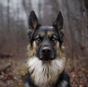 25 Incredible Photos Of German Shepherds Which Show How Majestic They Are
