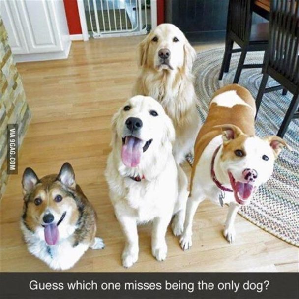 30 Cute Dog Memes To Escape From The Ruff World