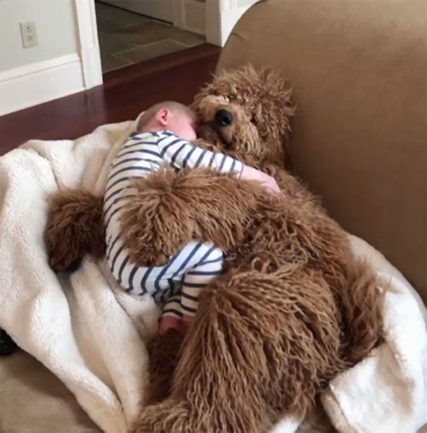 50 Photos Which Prove That Dogs Are The Purest