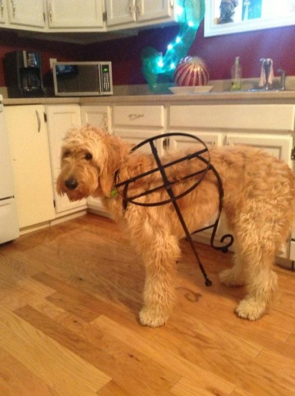18 Funny And Cute Pictures Of Goldendoodles