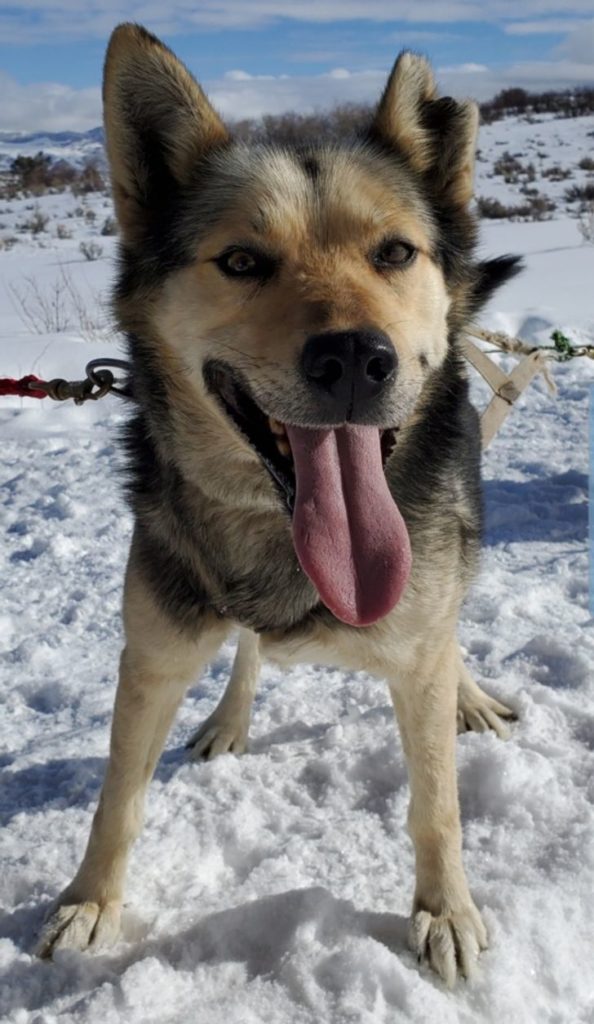 27 Hardworking Dogs Who Deserve Employee Of The Month Award