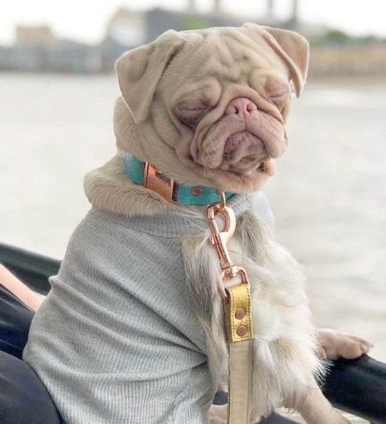 20 Pics Of 'Milkshake', A Dog So Rare You'll Hardly Find Another Like Him