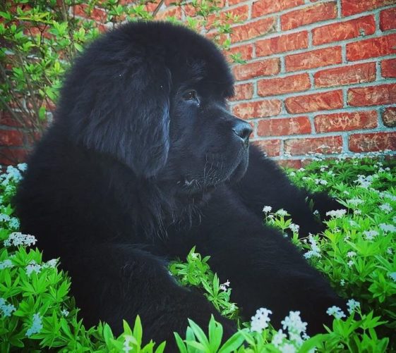 24 People Who Wanted A Huge Teddy Bear So They Got A Newfoundland Dog