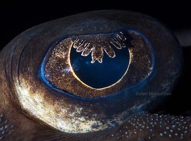 Photographer Captures Animal Eyes Up Close And It's Insane How Unique ...
