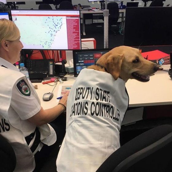 24 Working Dogs Who Finally Found Their Calling