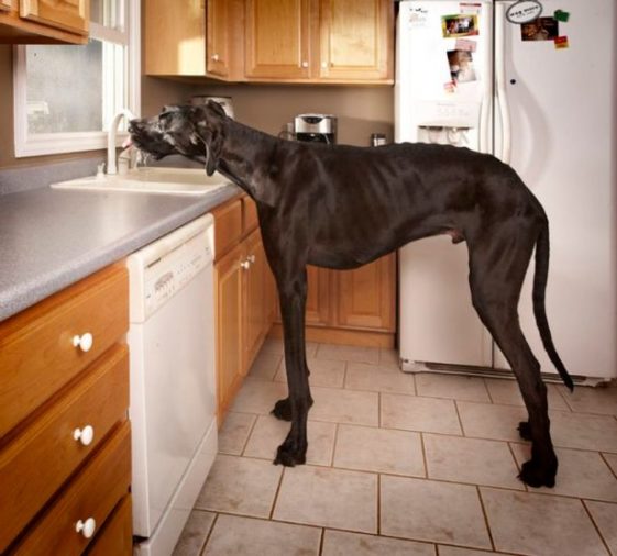 20 Huge Dogs Who Have No Idea How Big They Are